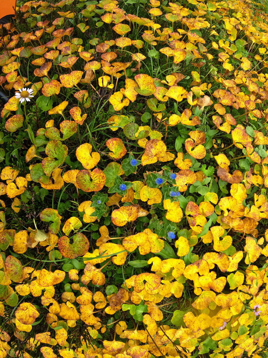 On the Trails: Fall colors in our rainforest | Juneau Empire