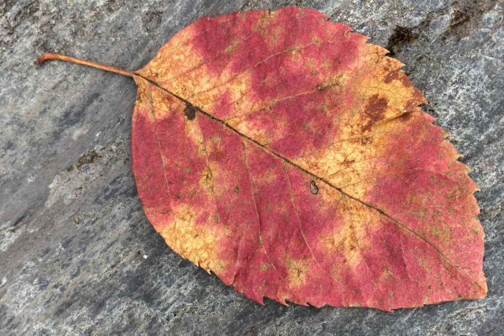 On the Trails: Fall colors in our rainforest | Juneau Empire