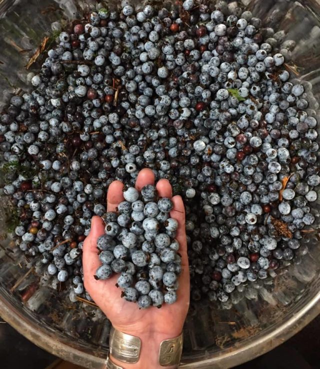 Planet Alaska: Picking currants and riding currents | Juneau Empire