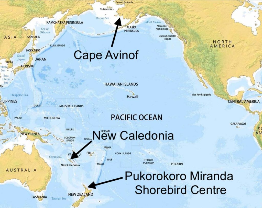 Alaska Science Forum: Blown back to Alaska, bird perseveres | Juneau Empire