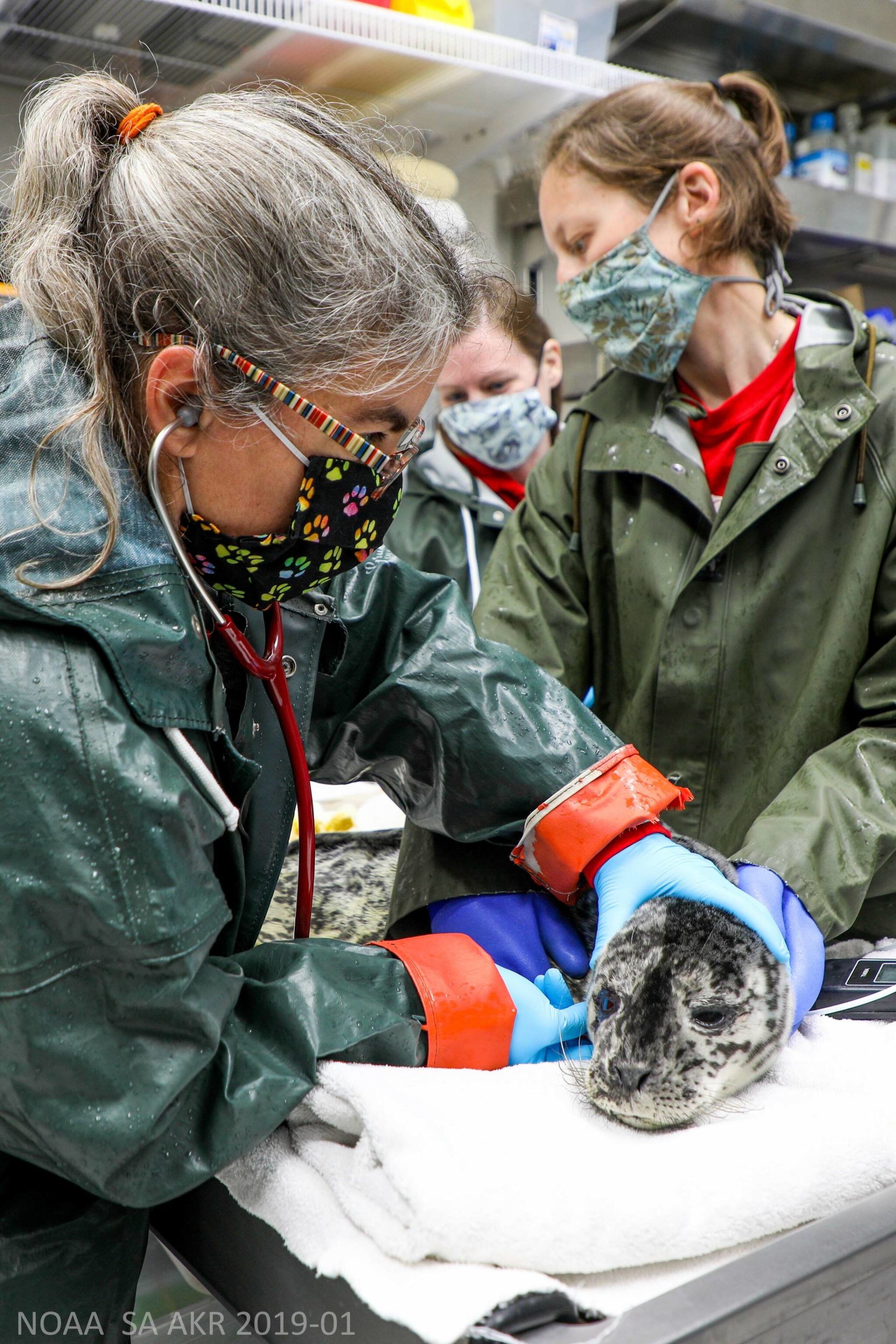 To the rescue: Marine animals get a new lease on life | Juneau Empire