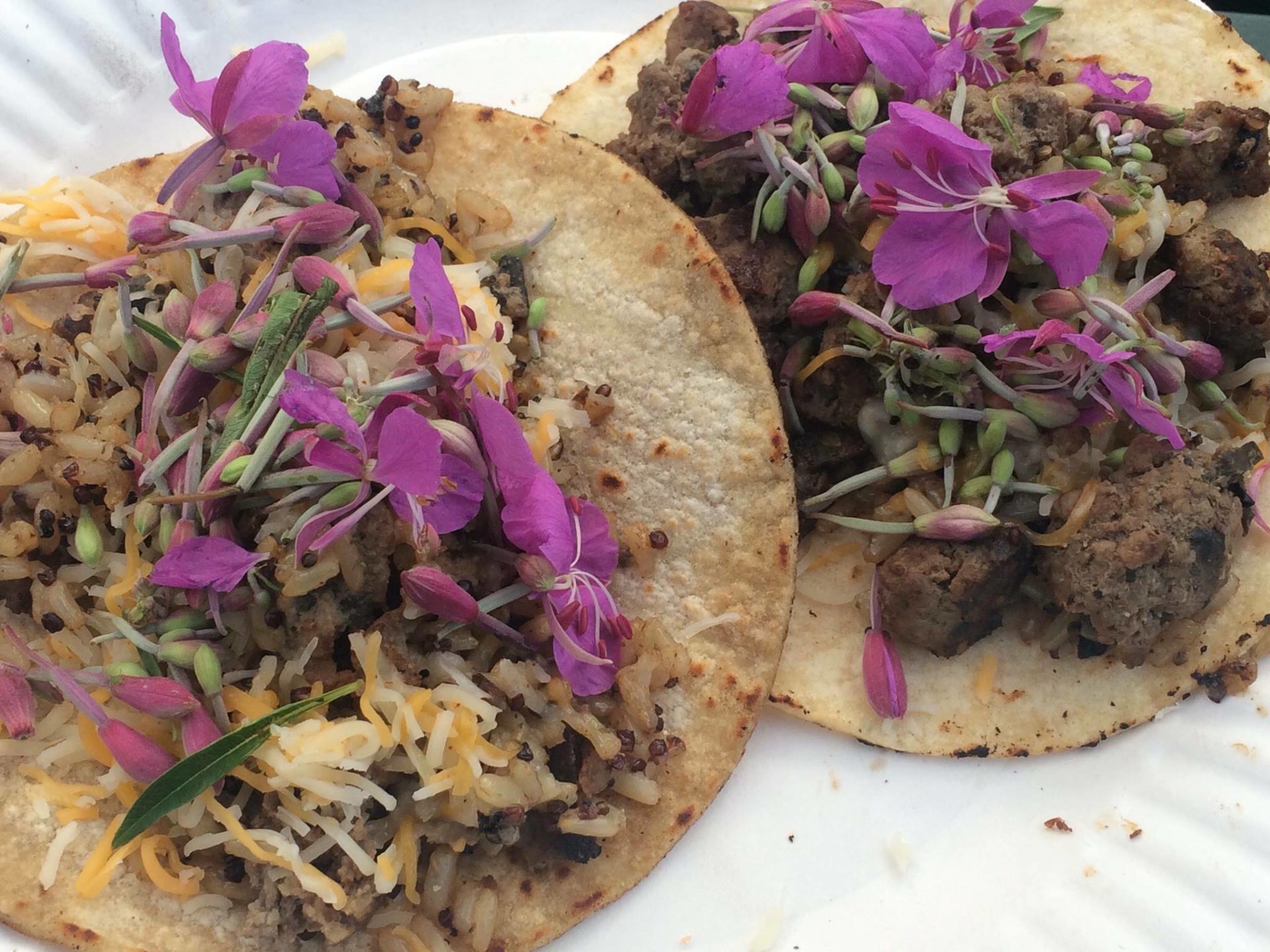 Planet Alaska : Ten lessons from the fireweed | Juneau Empire