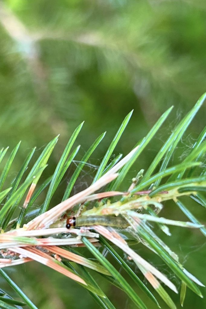 The defoliator coming to a forest near you | Juneau Empire