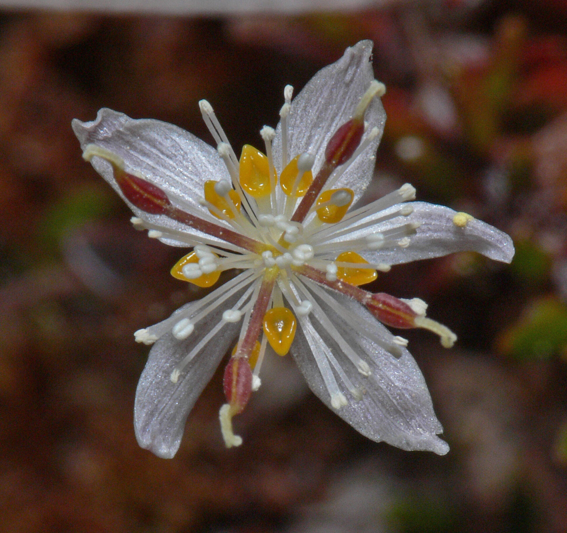 On the Trails: Buttercups and their relatives | Juneau Empire