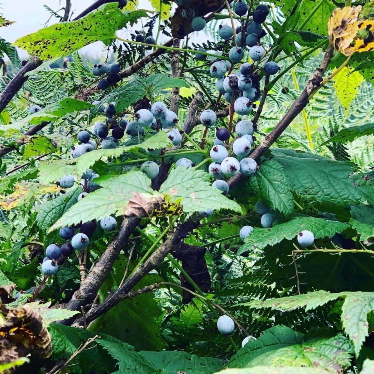Planet Alaska: The language of berries | Juneau Empire