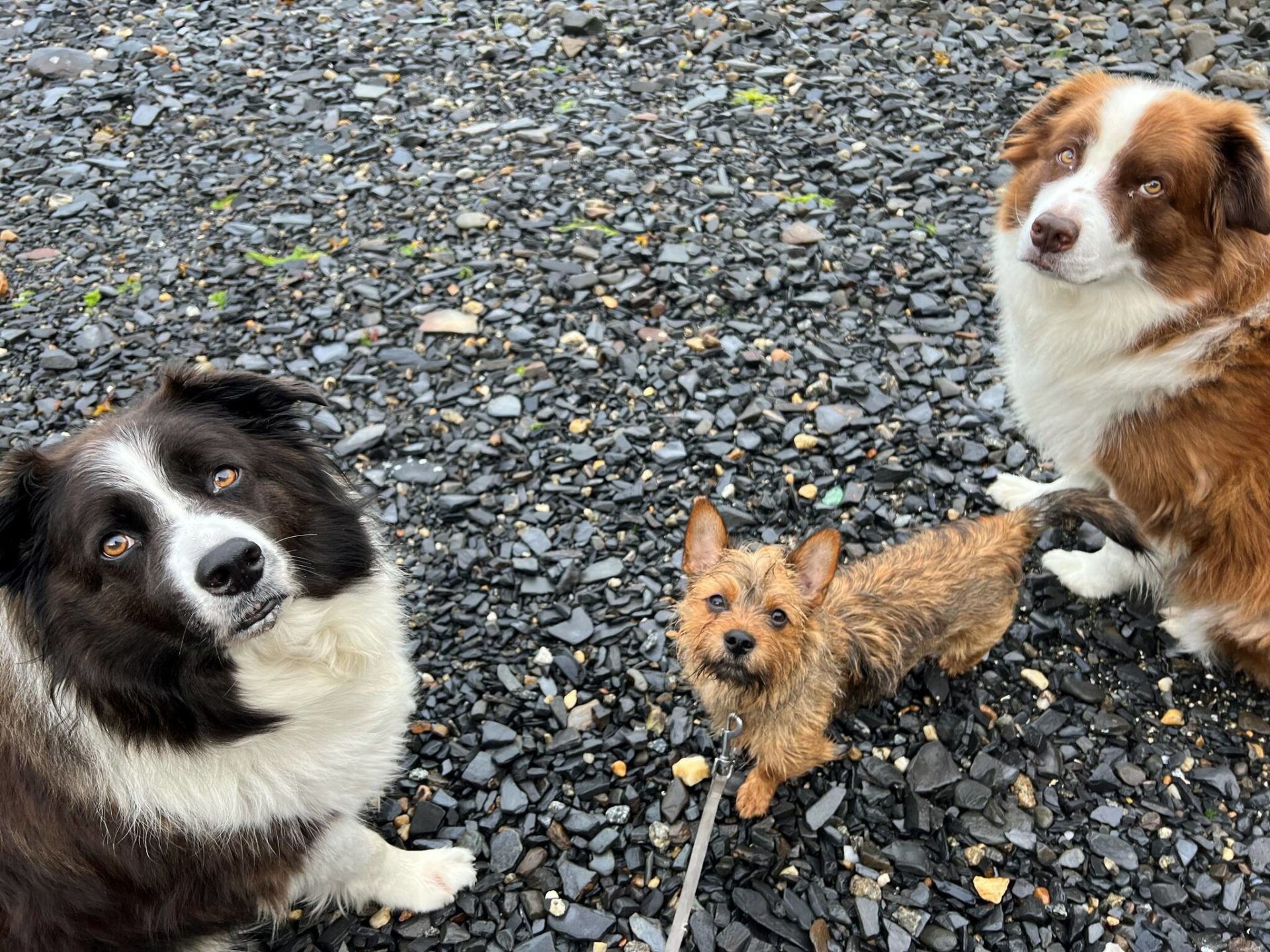 Planet Alaska: Rescuing Ada | Juneau Empire