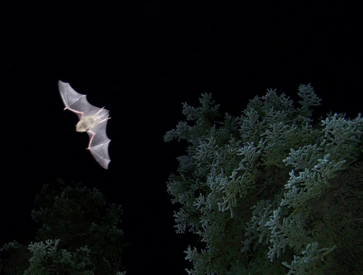 Alaska Science Forum: Where do Alaska bats spend the winter? | Juneau ...