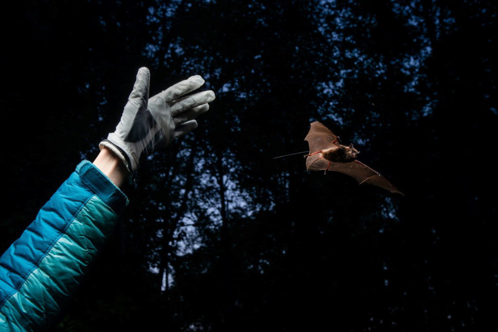 Alaska Science Forum: Where do Alaska bats spend the winter? | Juneau ...
