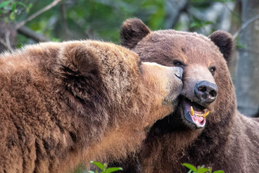 Planet Alaska: Elleana Elliott — traveling an island of bears | Juneau ...