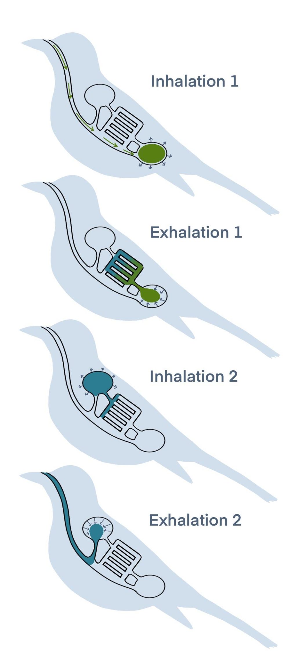 On the Trails: Unusual breathing arrangements | Juneau Empire