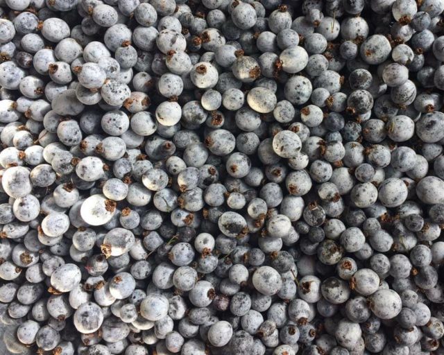 Planet Alaska: The magic of jam and jelly | Juneau Empire