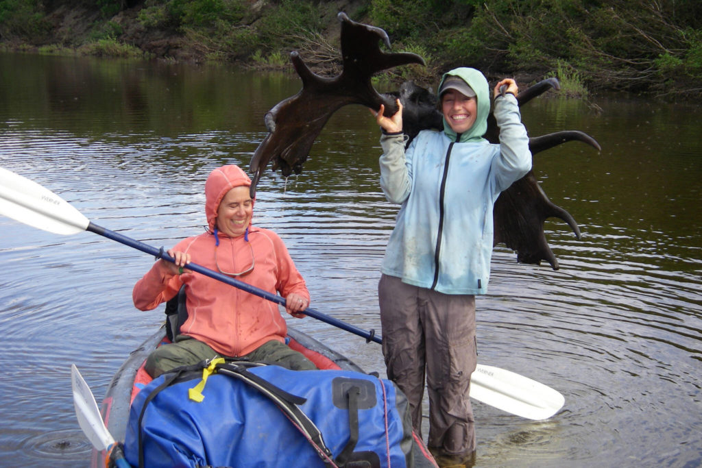Alaska Science Forum: Ancient moose antlers hint of early arrival ...