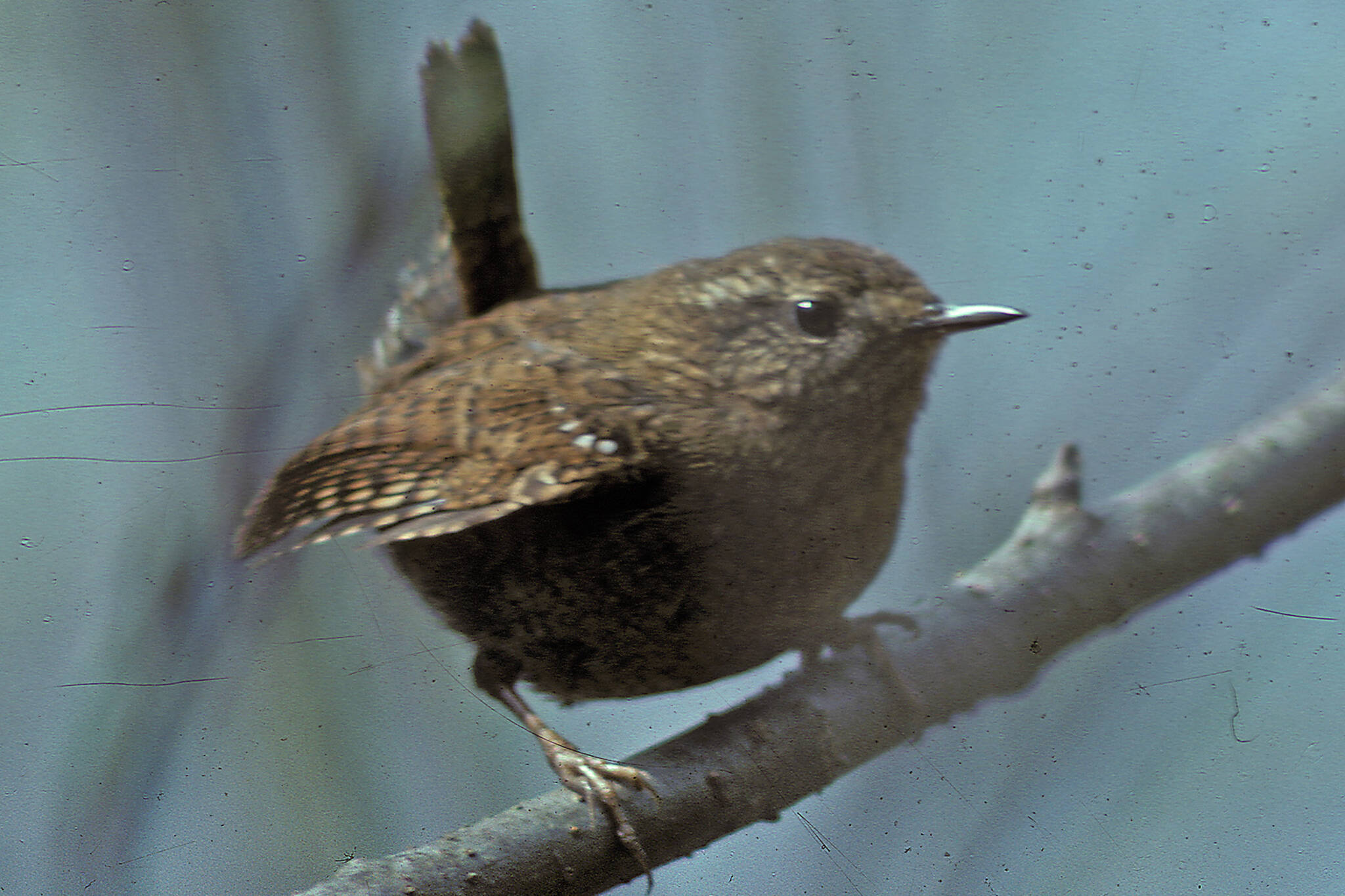 Photo: Wetlands walk | Juneau Empire