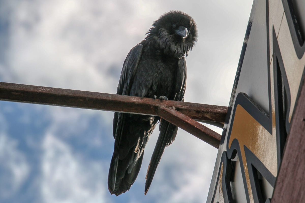 Alaska Science Forum: Making sense of raven talk | Juneau Empire