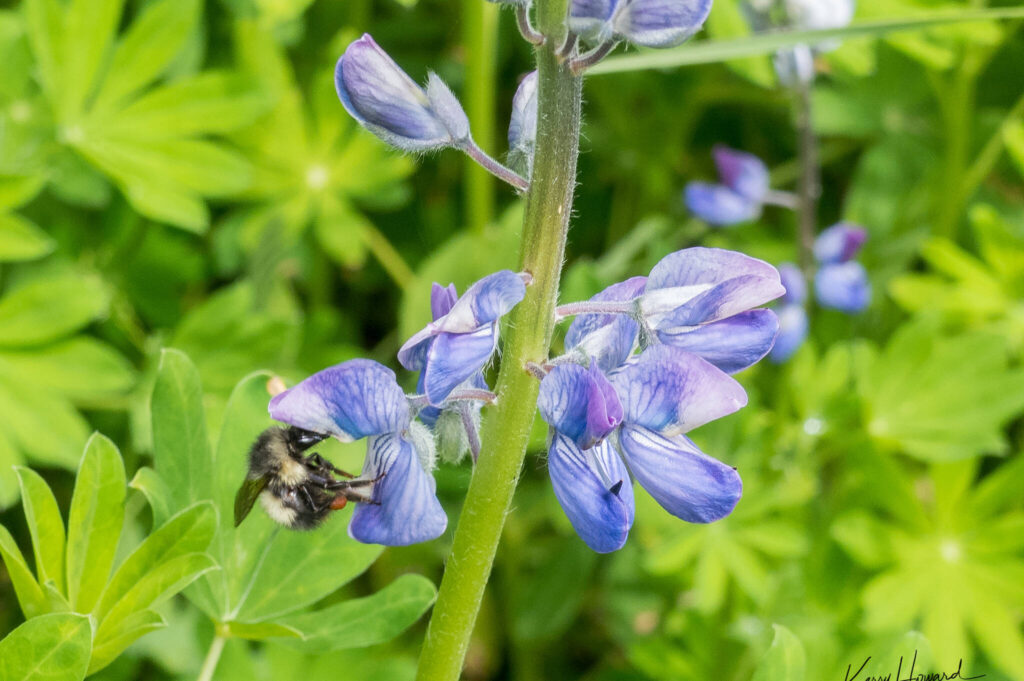 On the Trails: Social bees and social learning | Juneau Empire