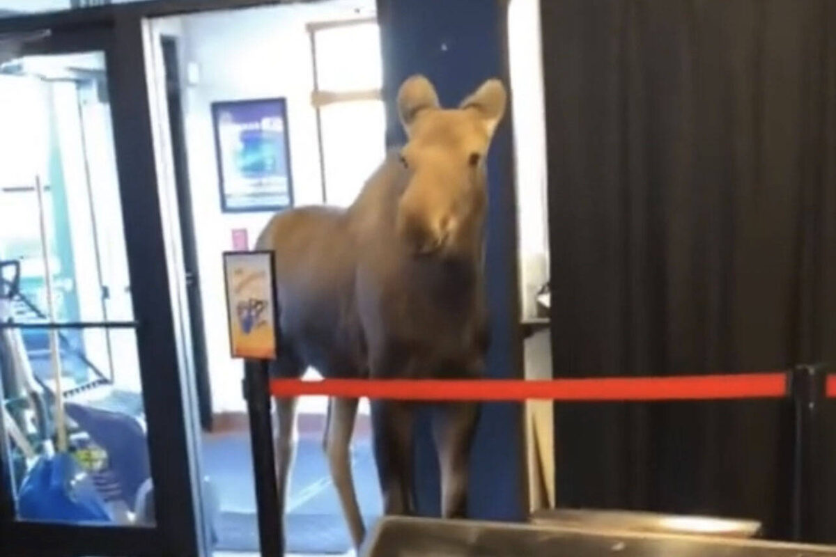 Video of movie theater moose encounter goes viral | Juneau Empire