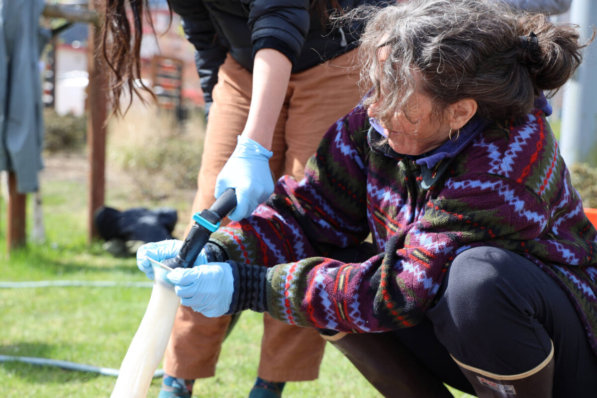 This art form takes guts: Residents invited to participate in bear gut ...