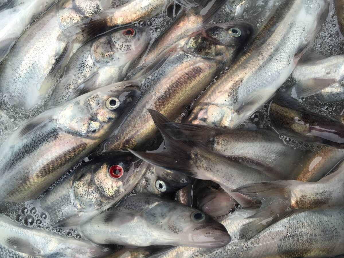 Planet Alaska: Postcards from the Rainforest | Juneau Empire