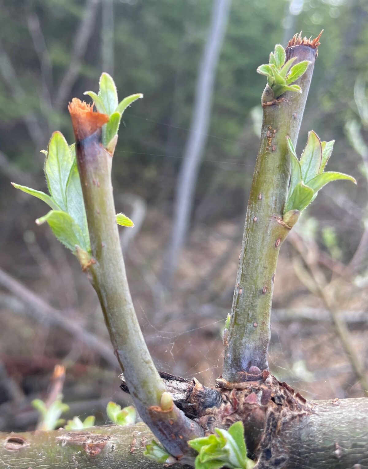 Alaska Science Forum: Feltleaf willows — Alaska’s most abundant tree ...