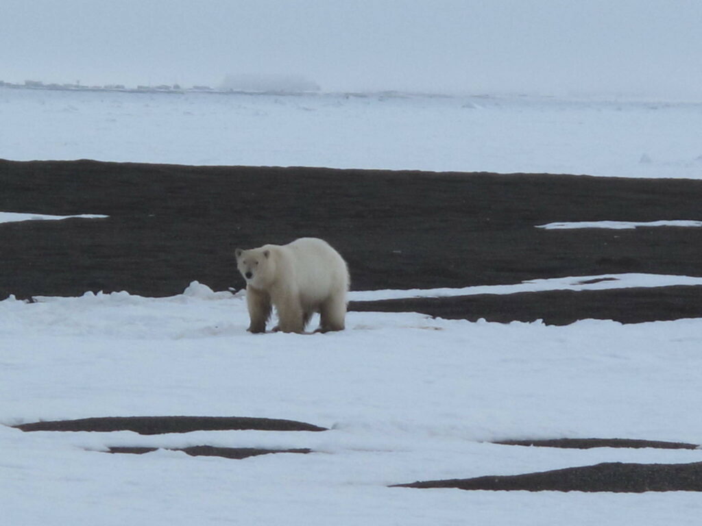 Alaska Science Forum: Polar bears of the past survived warmth | Juneau ...