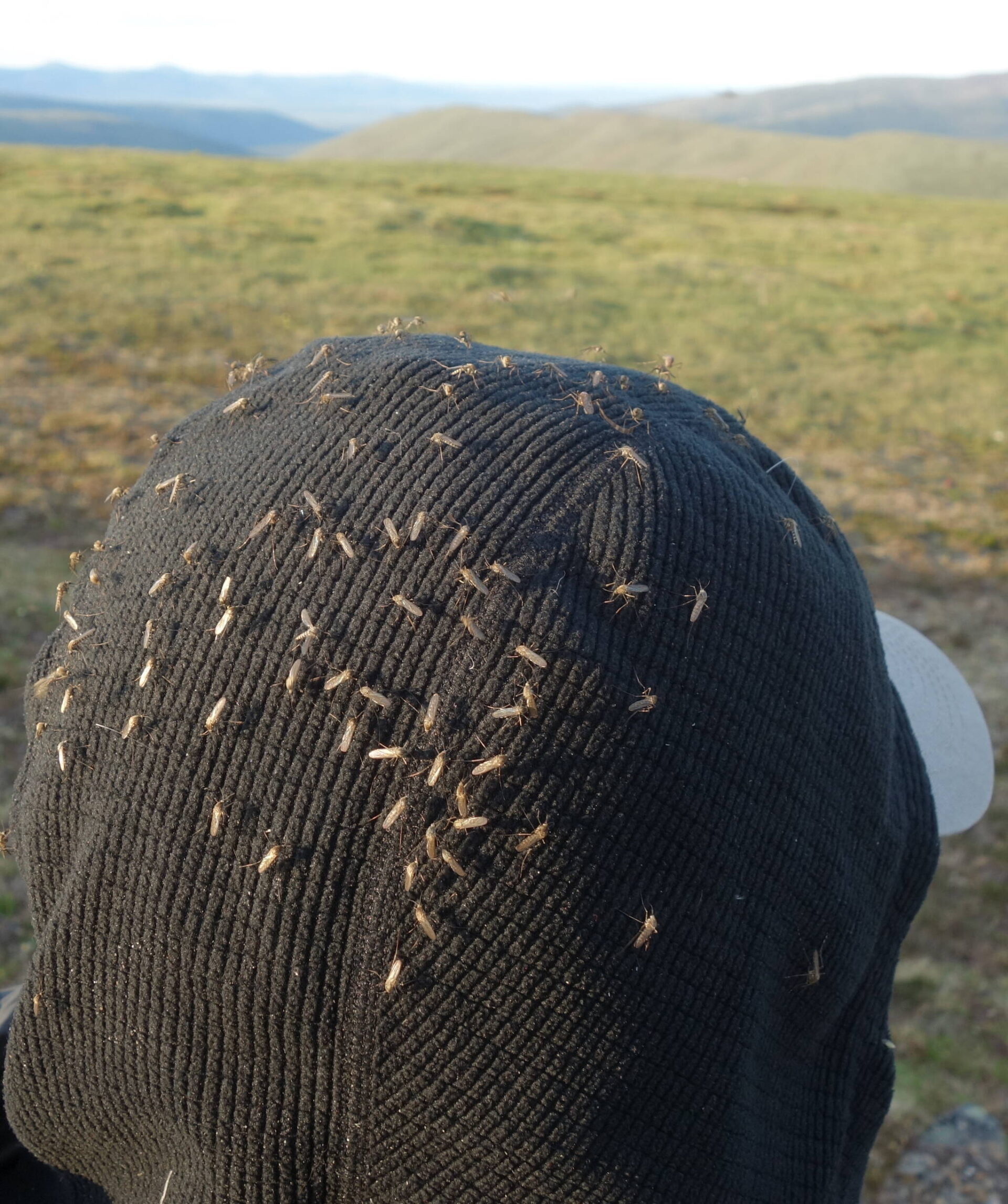 Alaska Science Forum: Pound for pound, Alaska mosquitoes pack punch ...