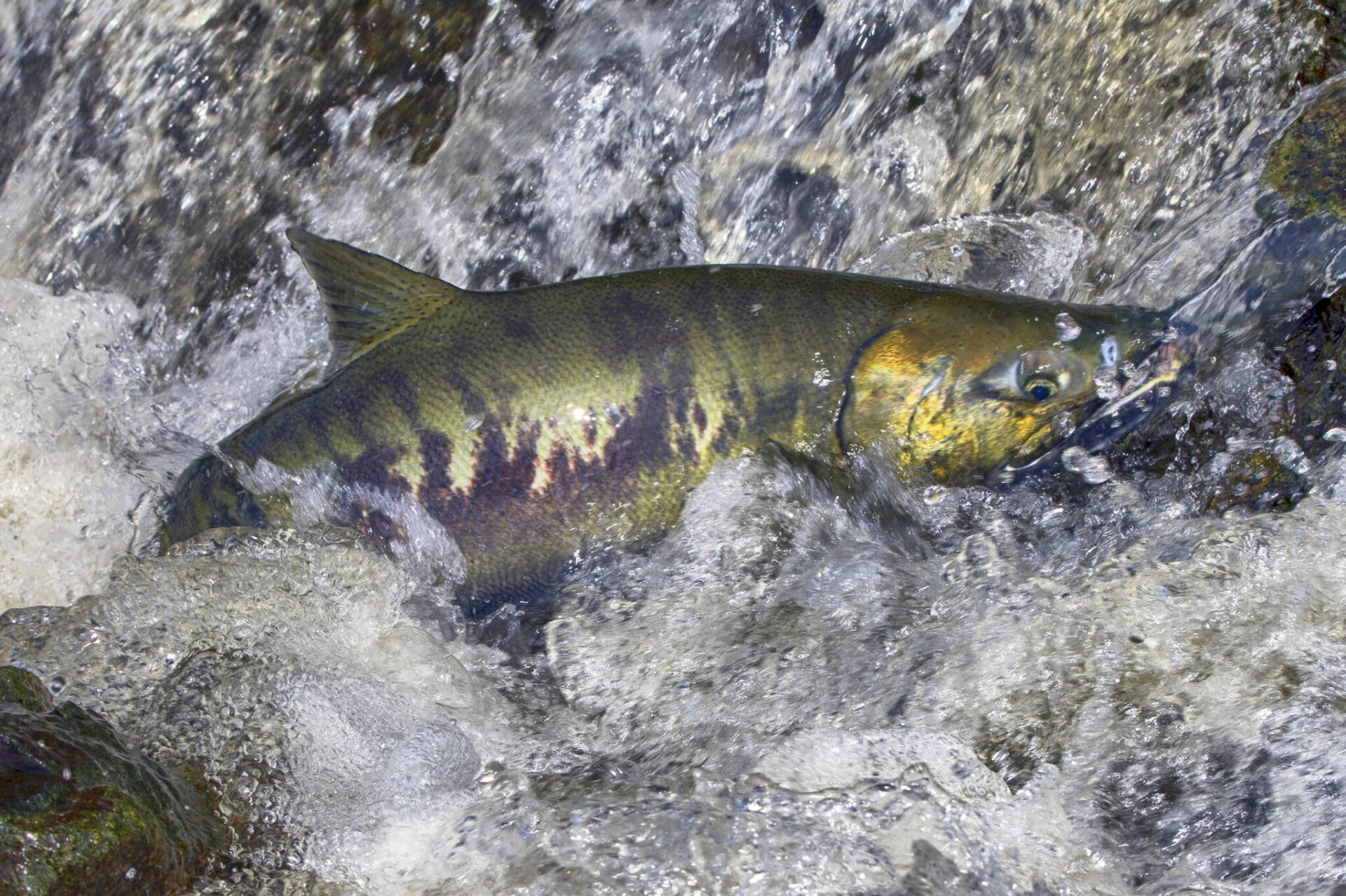 Wild shots | Juneau Empire