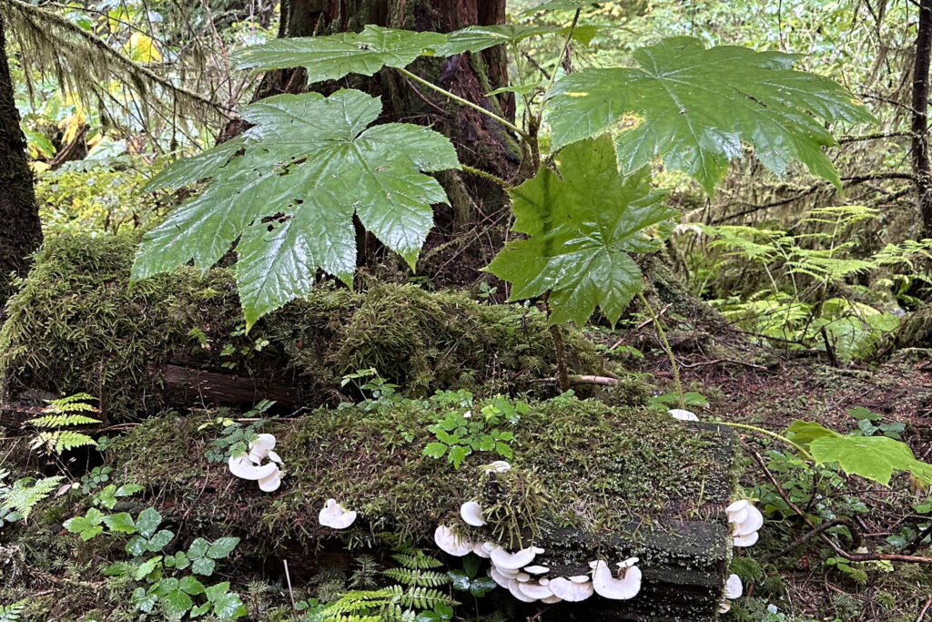 Wild Shots | Juneau Empire