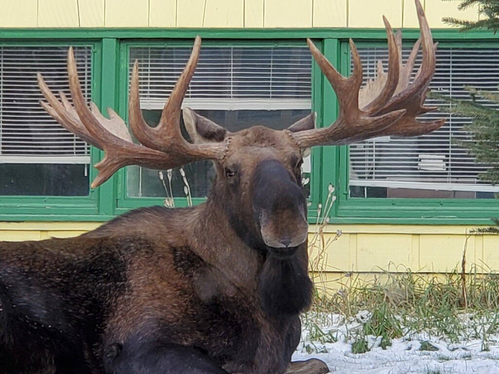 After illegal Alaska moose kill, 2 men will be banned globally from ...