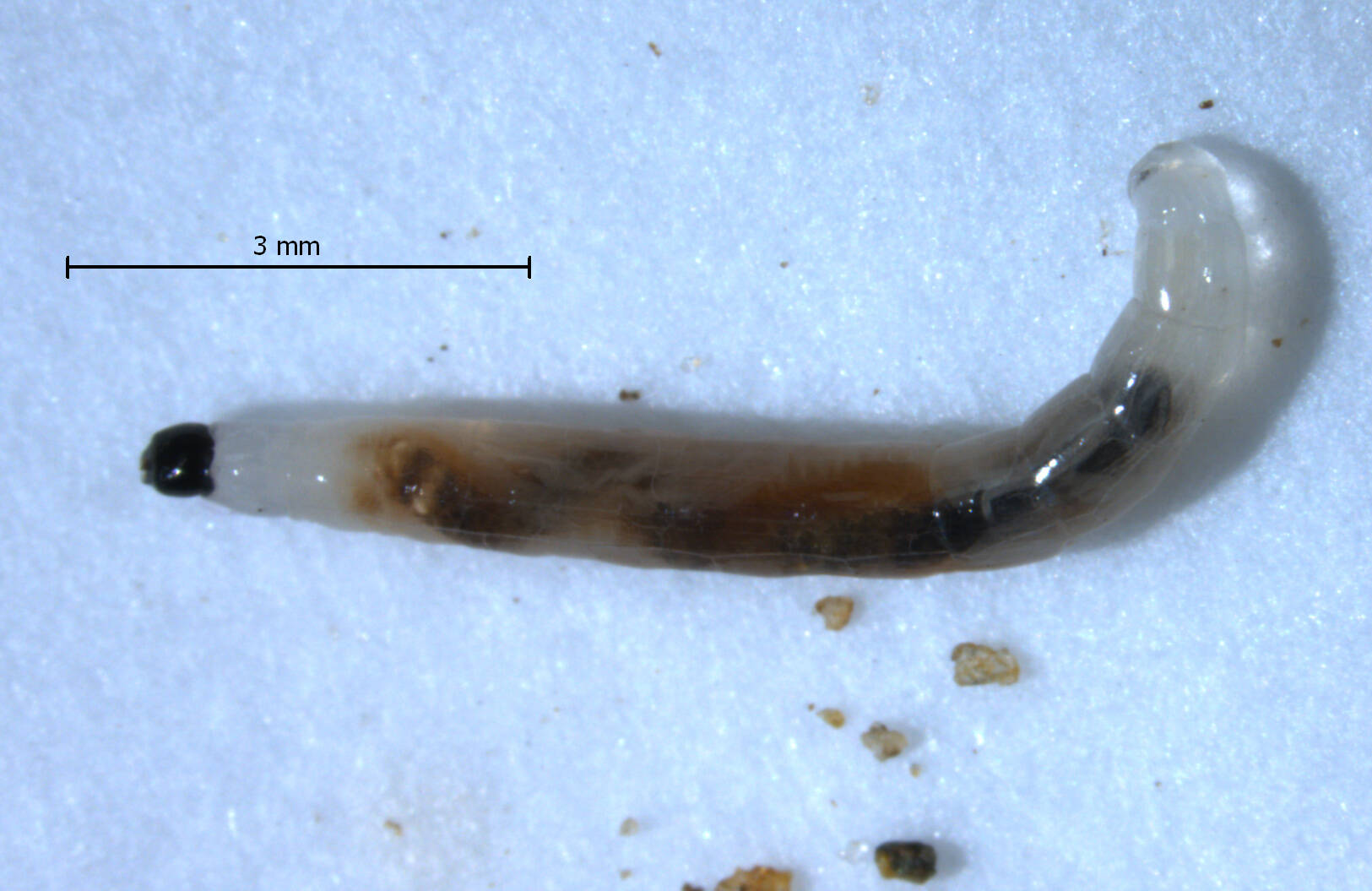 Alaska Science Forum: ‘Snakeworm’ mystery yields species new to science ...