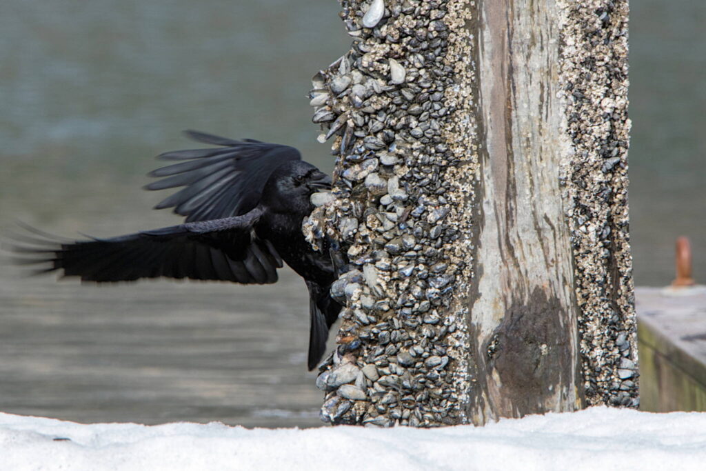On the Trails: Crows and their relatives | Juneau Empire