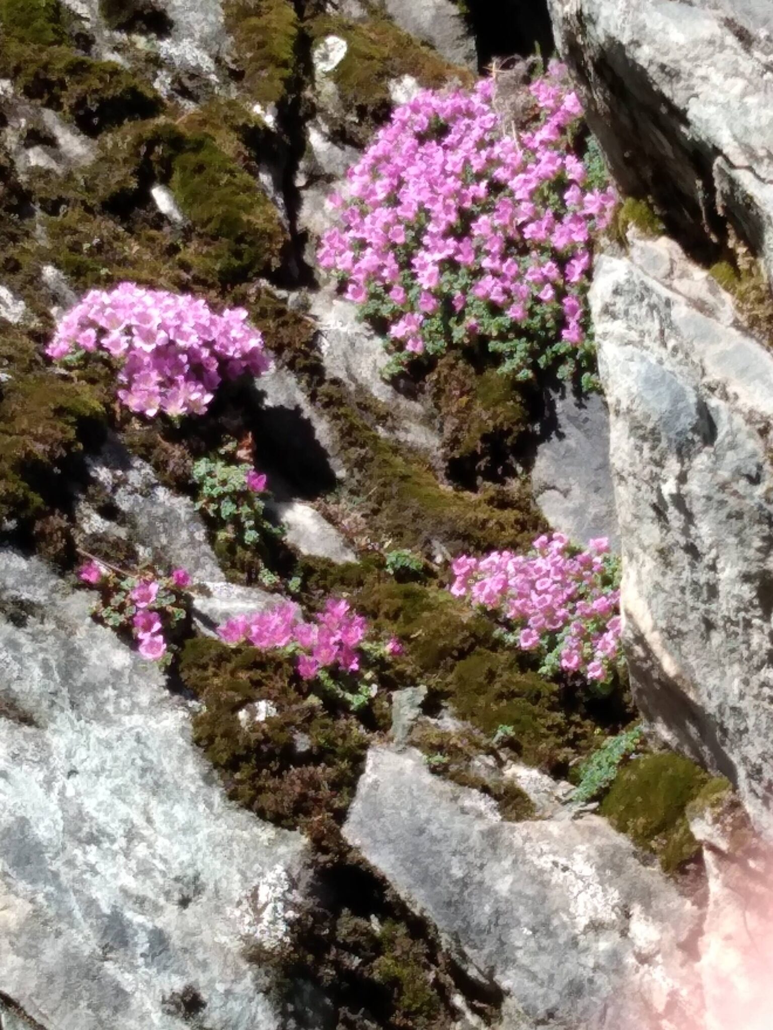 On The Trails: Spring flowers and their pollinators | Juneau Empire