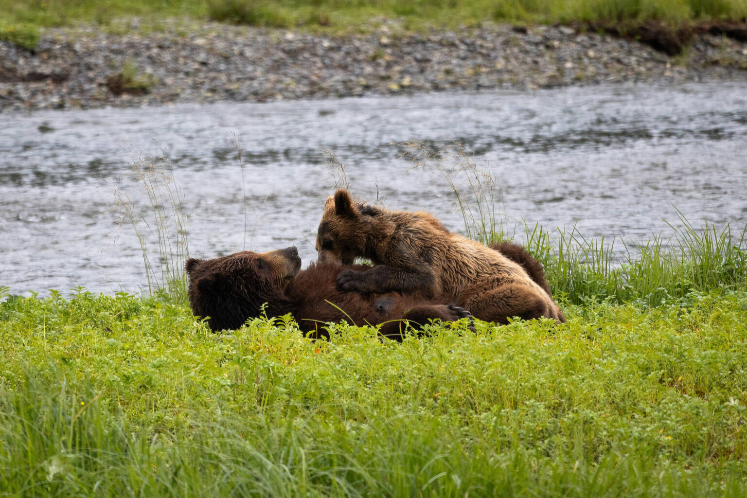 Bears: Beloved fuzzy Juneau residents — Part 2 | Juneau Empire