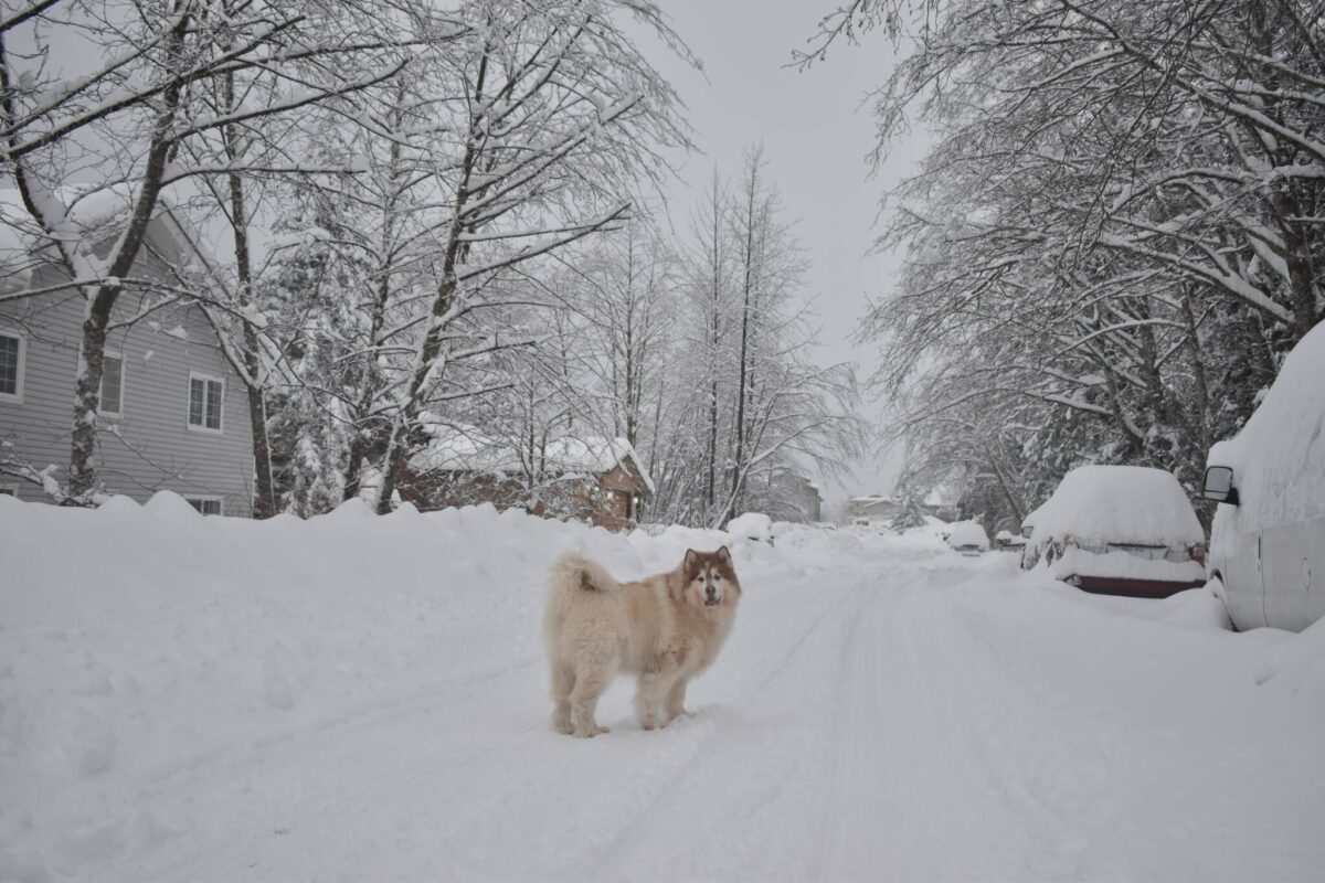 Heavy, wet snow forecast for the Juneau area this week | Juneau Empire