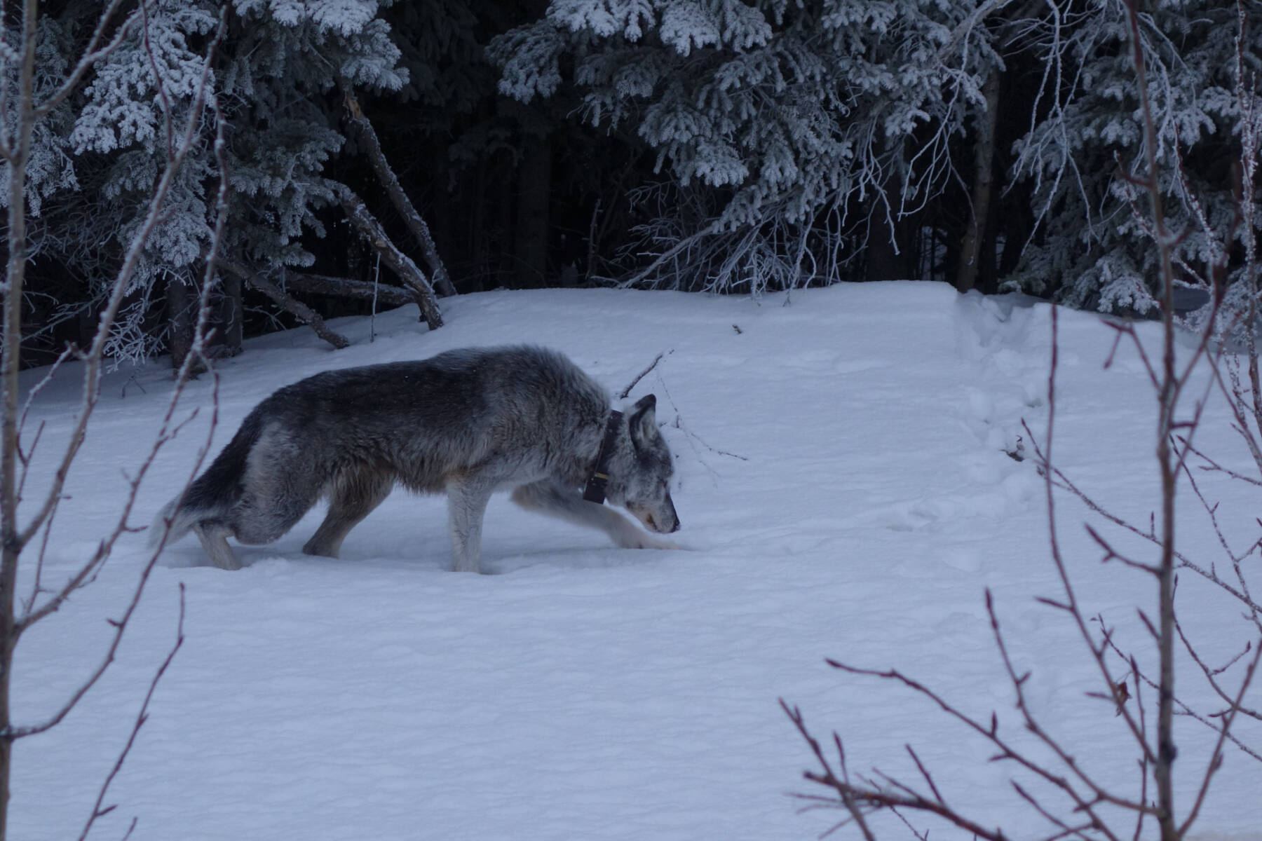 The Riley Creek pack’s sole survivor | Juneau Empire