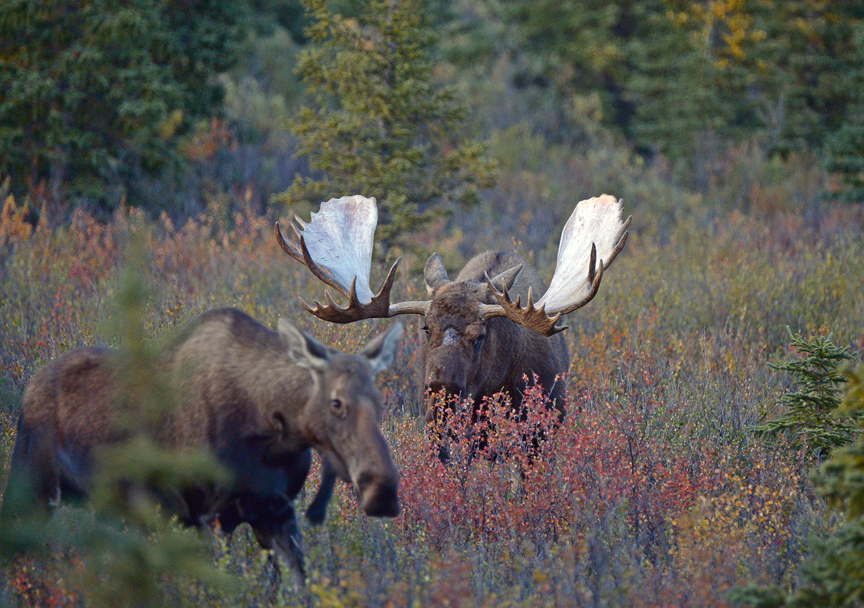 Moose shot within Denali National Park; rangers investigate | Juneau Empire