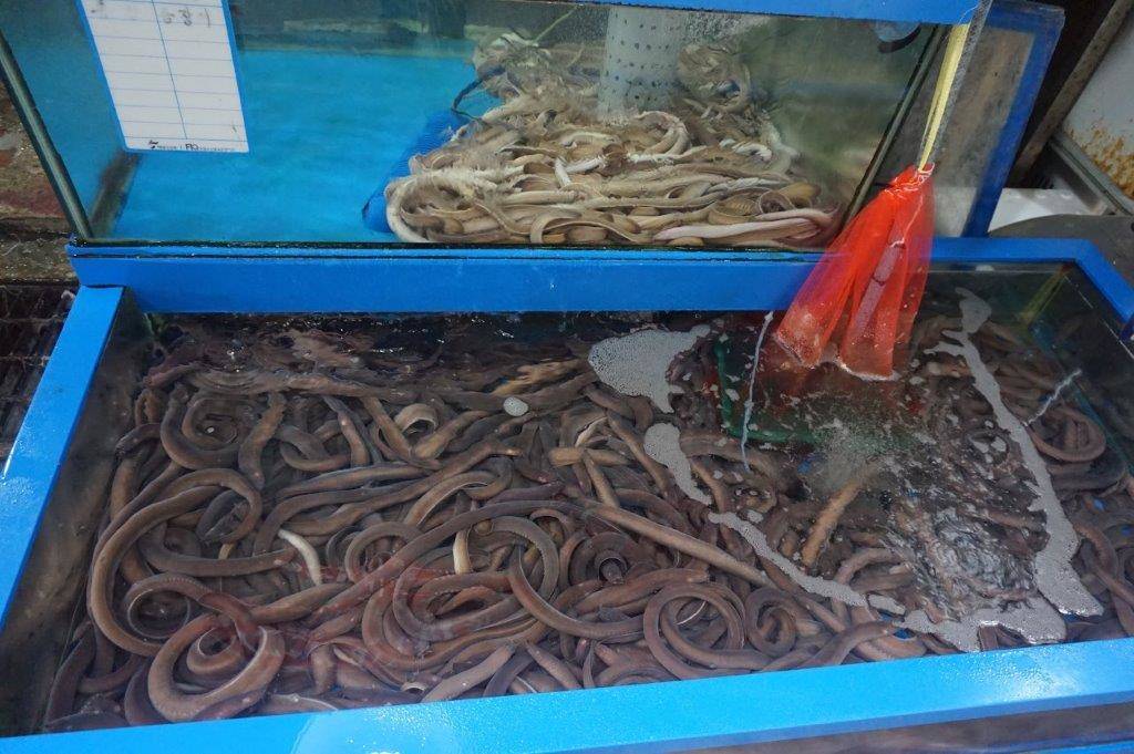 Fish Factor: Hagfish, also known as ‘slime eels,’ have many uses ...