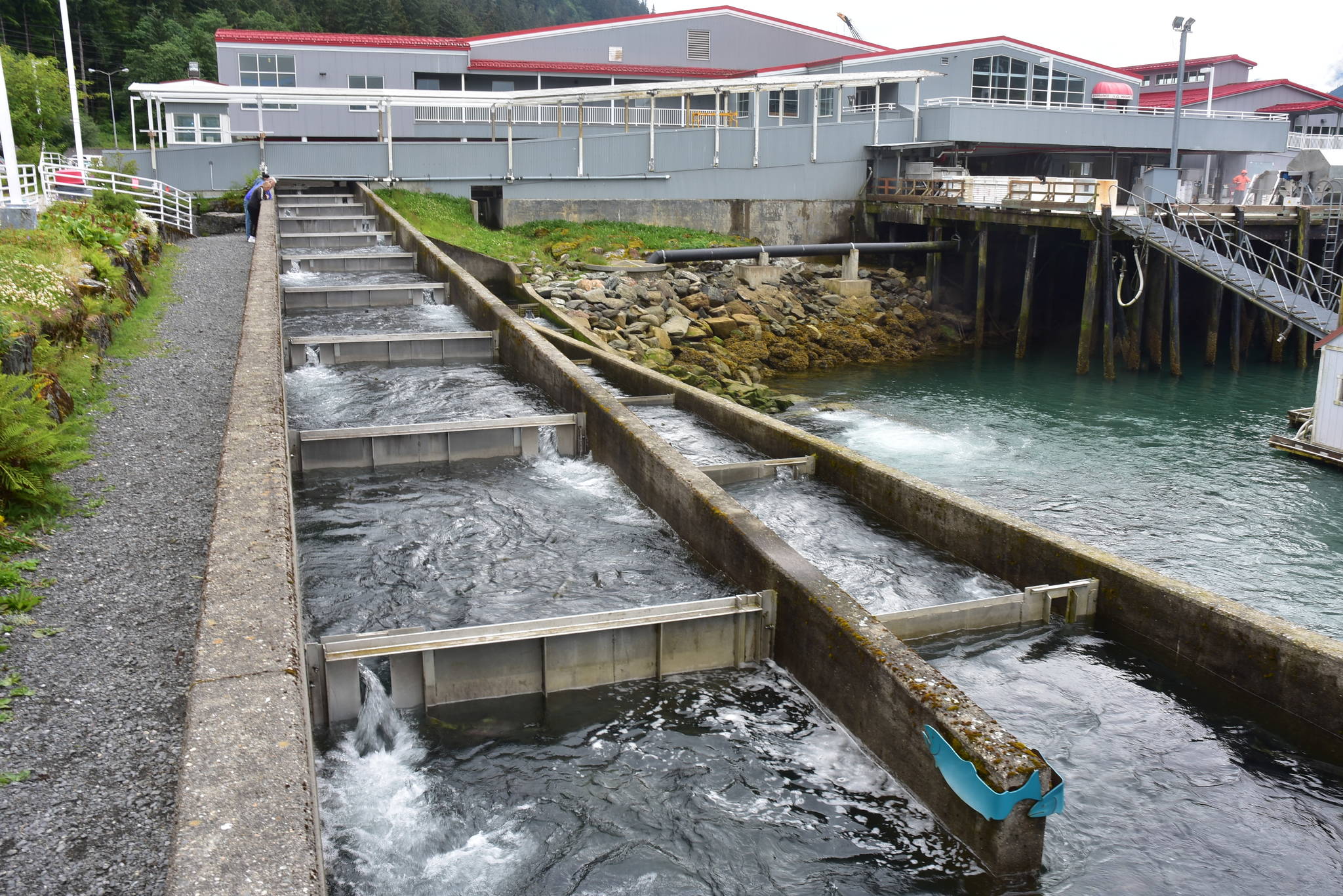 Some salmon return, but ‘not nearly enough’ | Juneau Empire