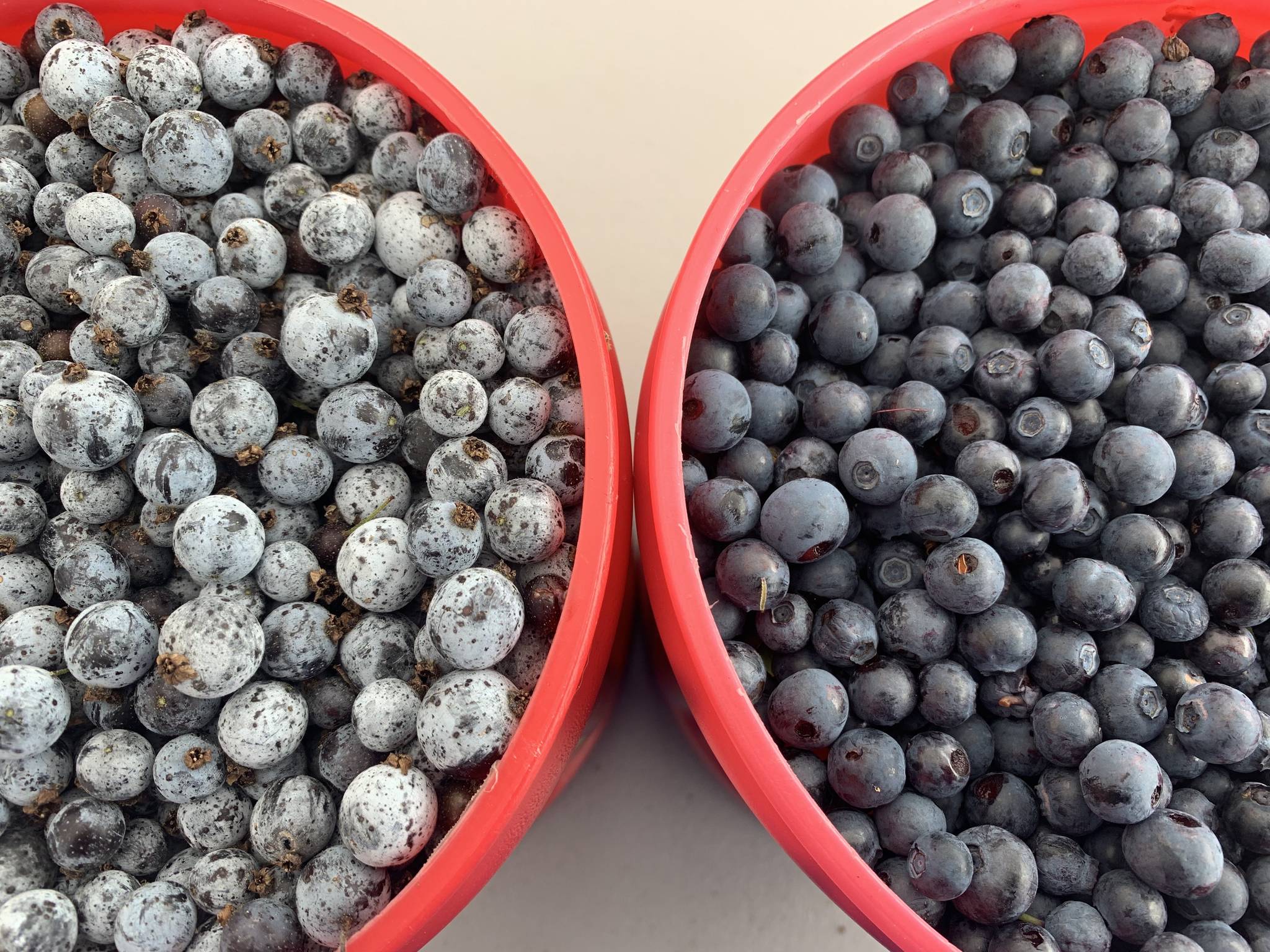 Planet Alaska: Stink currants and landslides | Juneau Empire