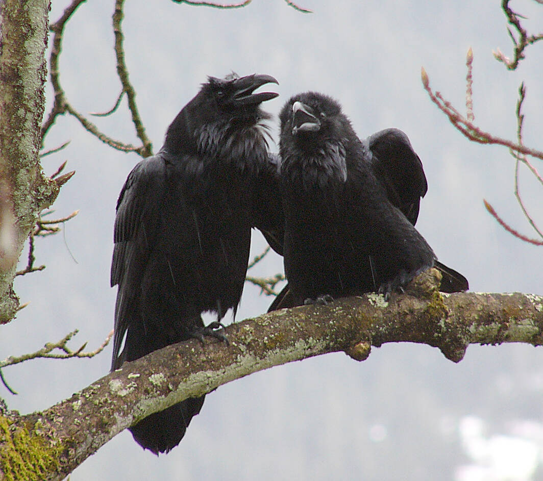 On the Trails: Crows and their relatives | Juneau Empire