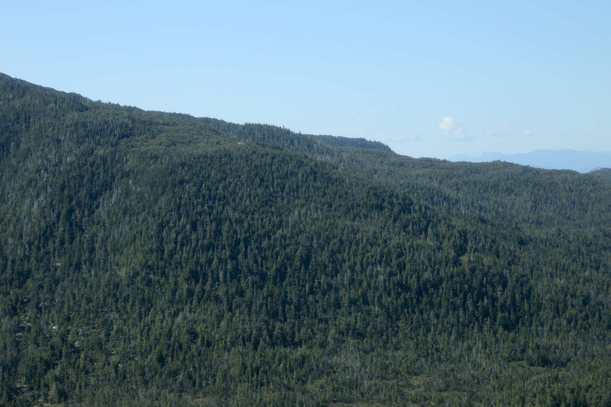 Trump moves to increase logging in national forests | Juneau Empire