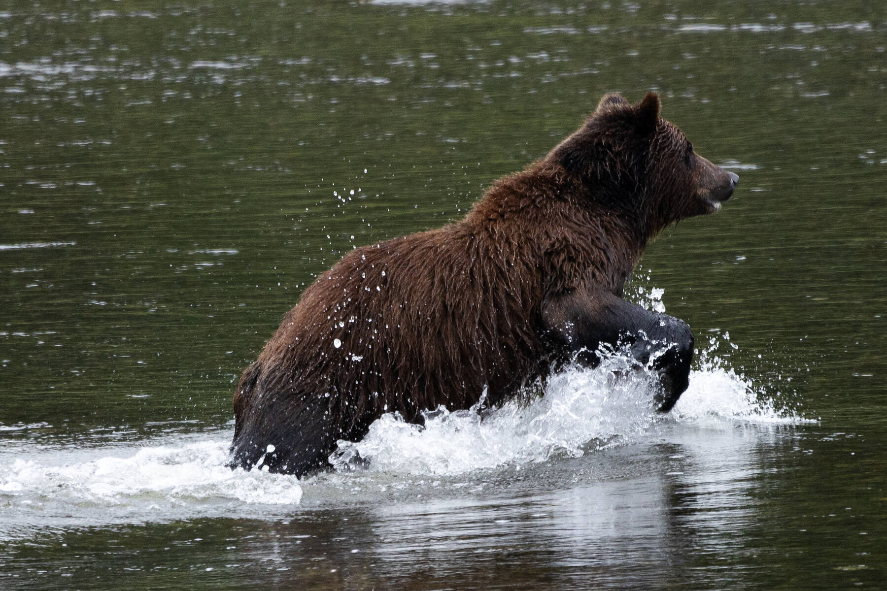 Pack Creek permits for bear viewing area available now | Juneau Empire